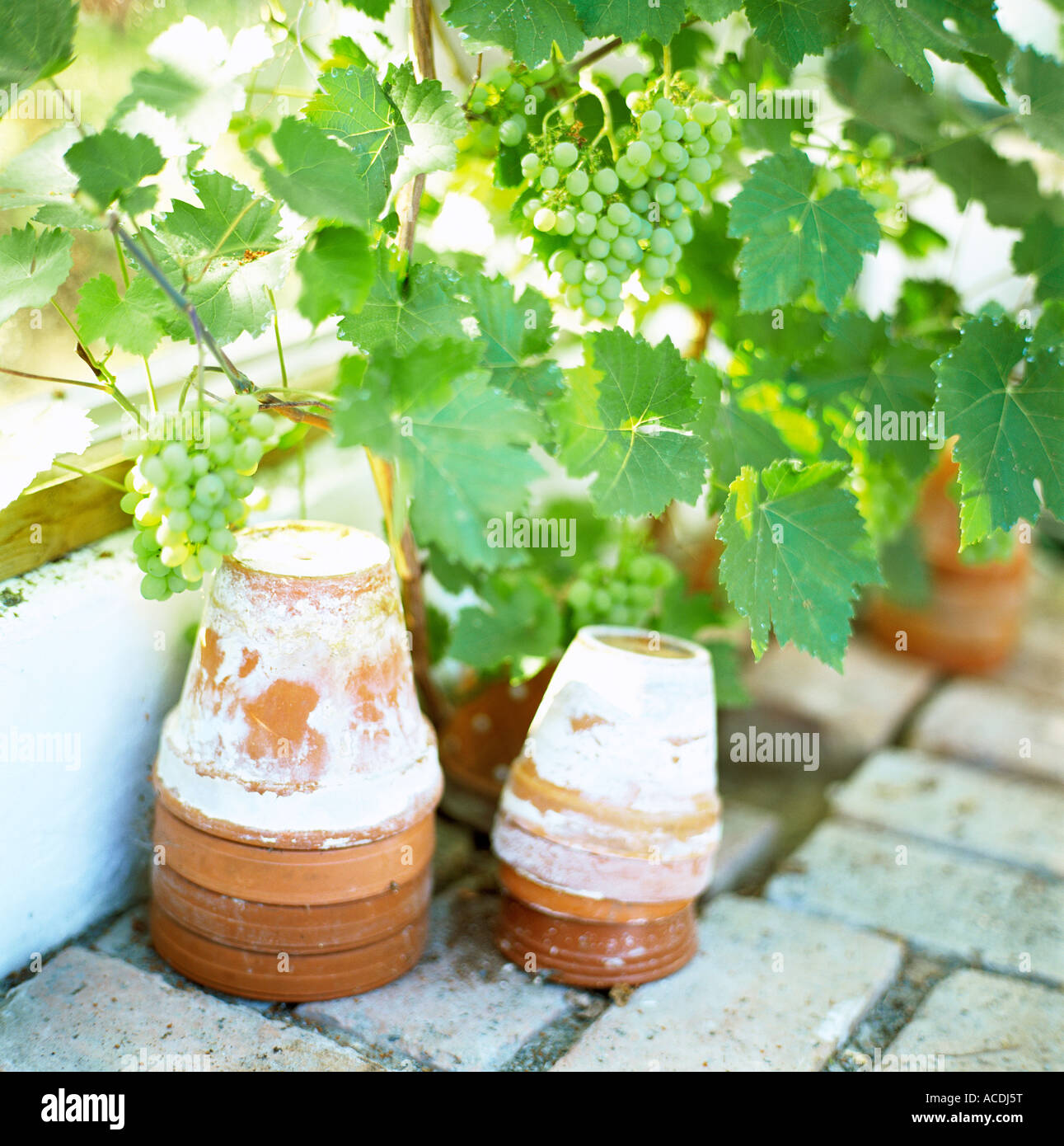 Flower pots and a grape plant Stock Photo - Alamy