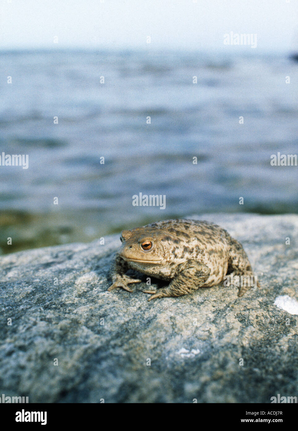 Toads on a rock Stock Photo - Alamy