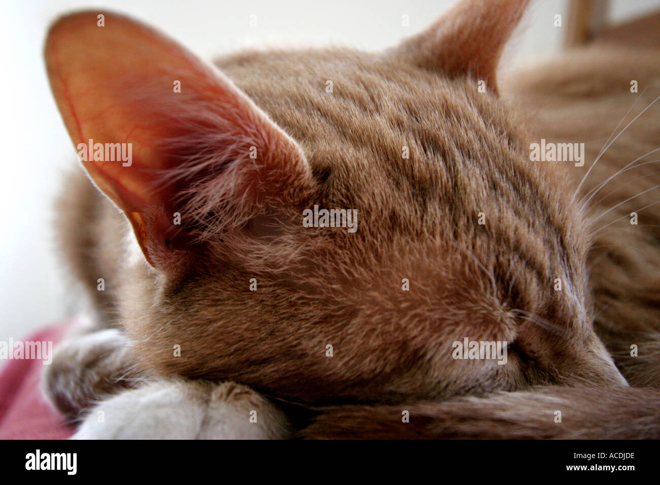 cat s head and ears Stock Photo - Alamy