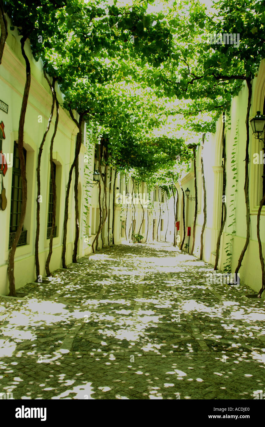 Vines providing shade at Jerez de la Frontera Provincia de Cadiz Spain ...