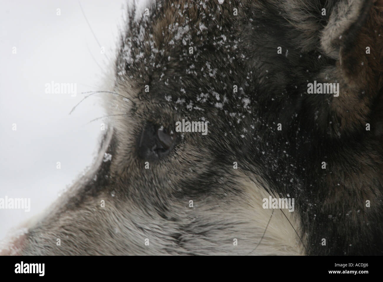 Sled Dog with snow on face, eyes open Stock Photo - Alamy