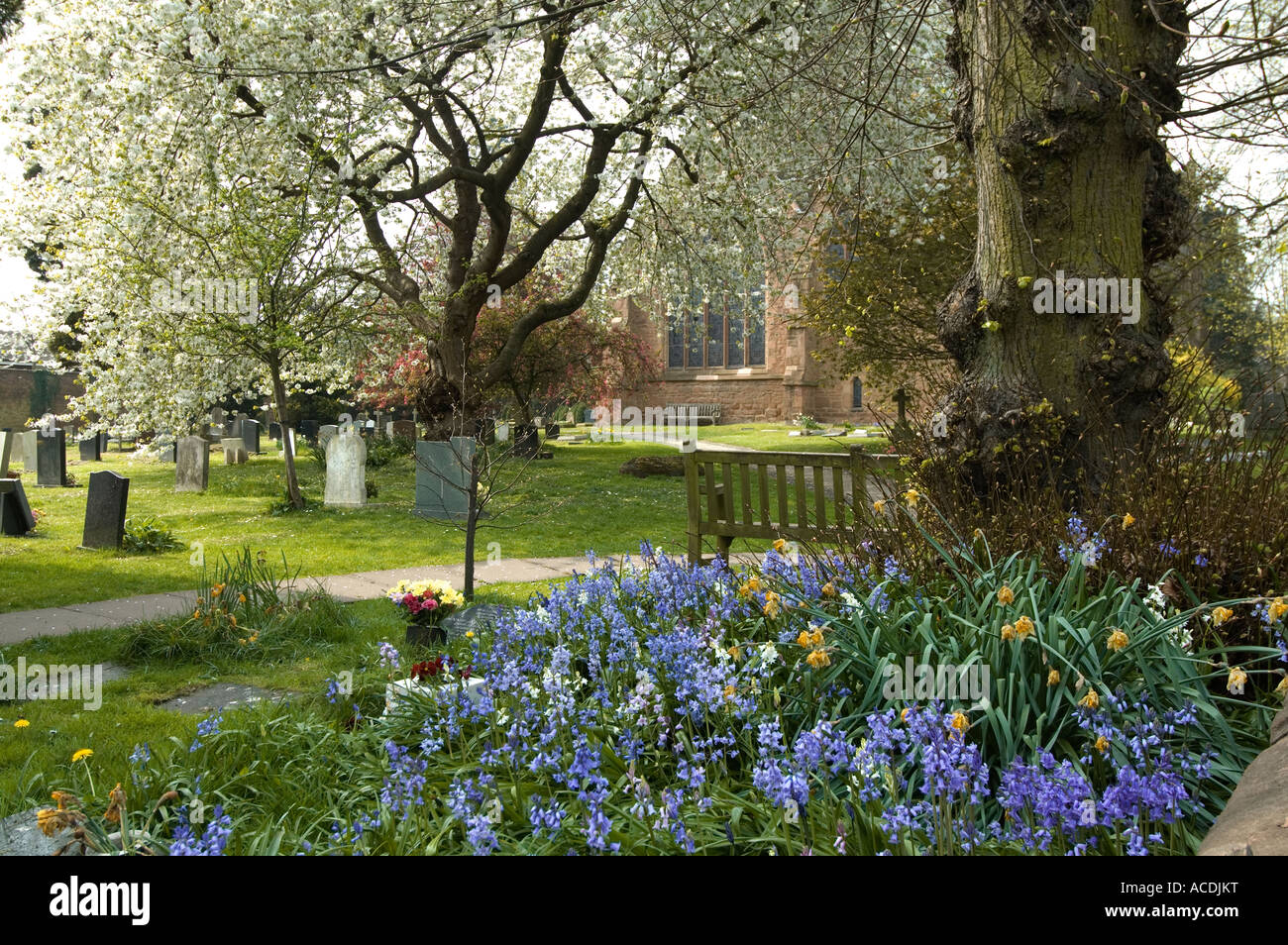 Bluebells in the churchyard of St Alphege Church Solihull in ...