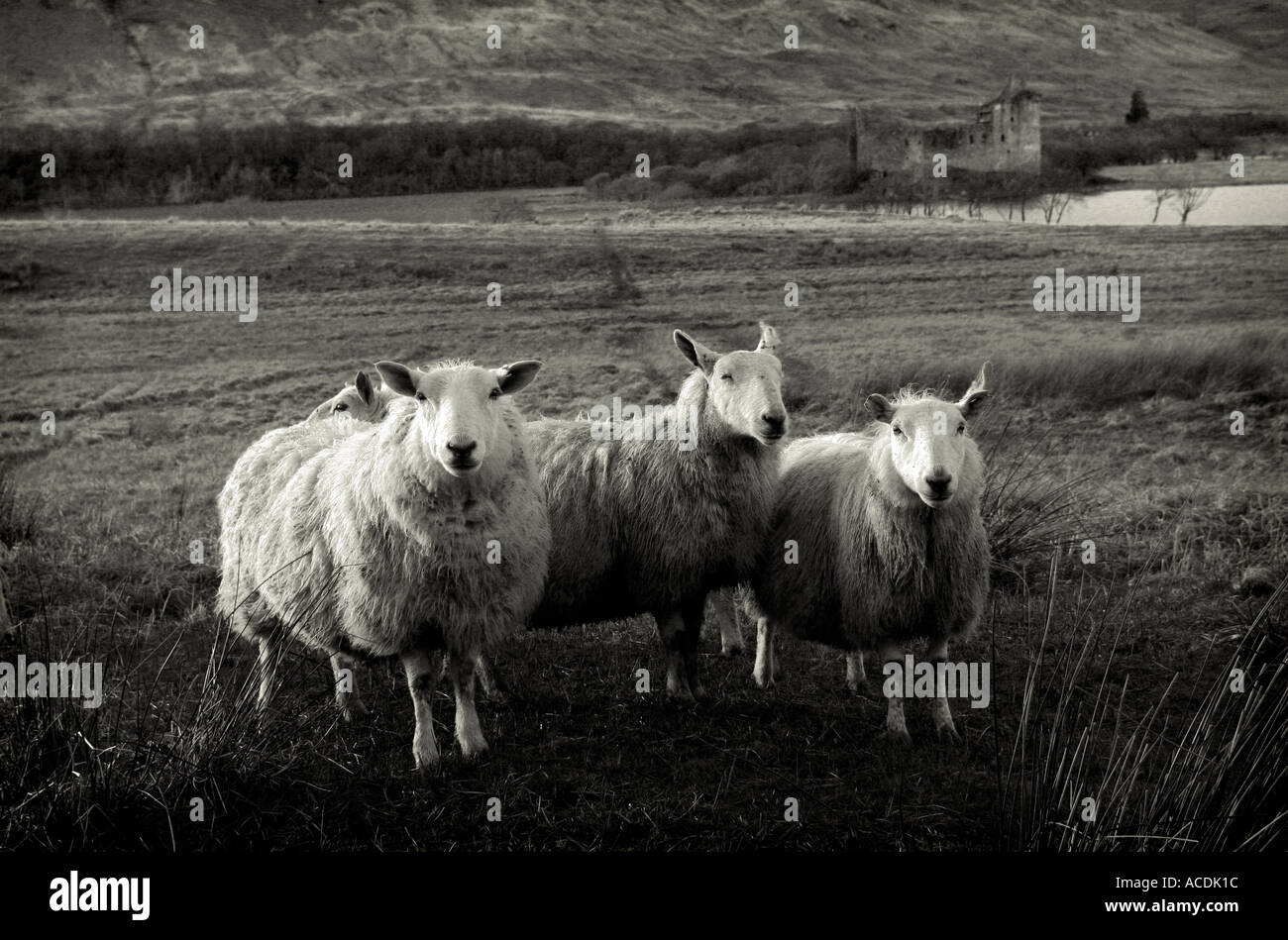 3 three sheep in a row Stock Photo - Alamy