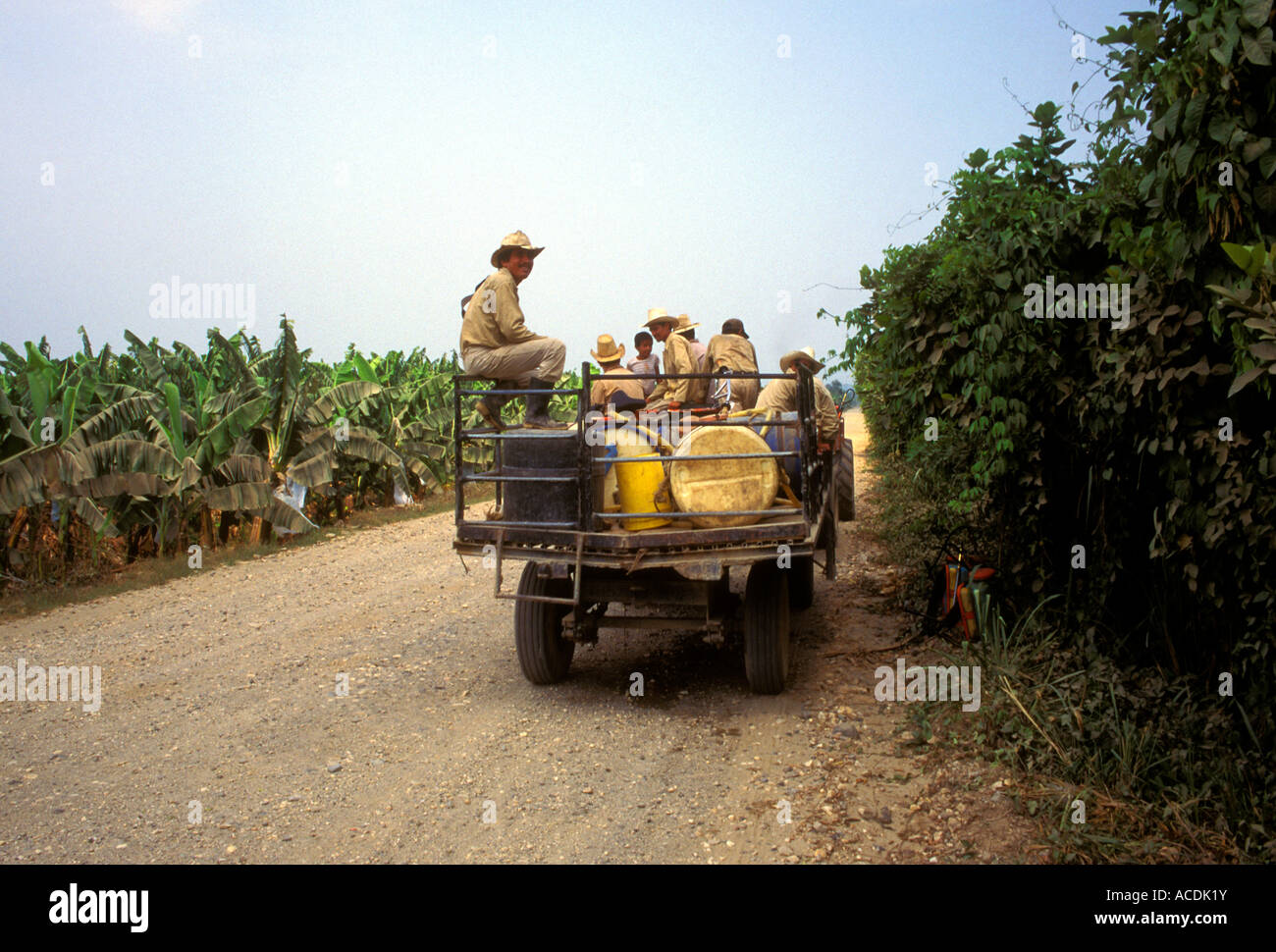 Guatemalan people person men workers banana plantation east of town of ...