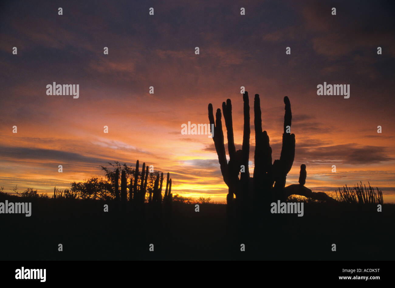 Desierto en mexico hi-res stock photography and images - Alamy