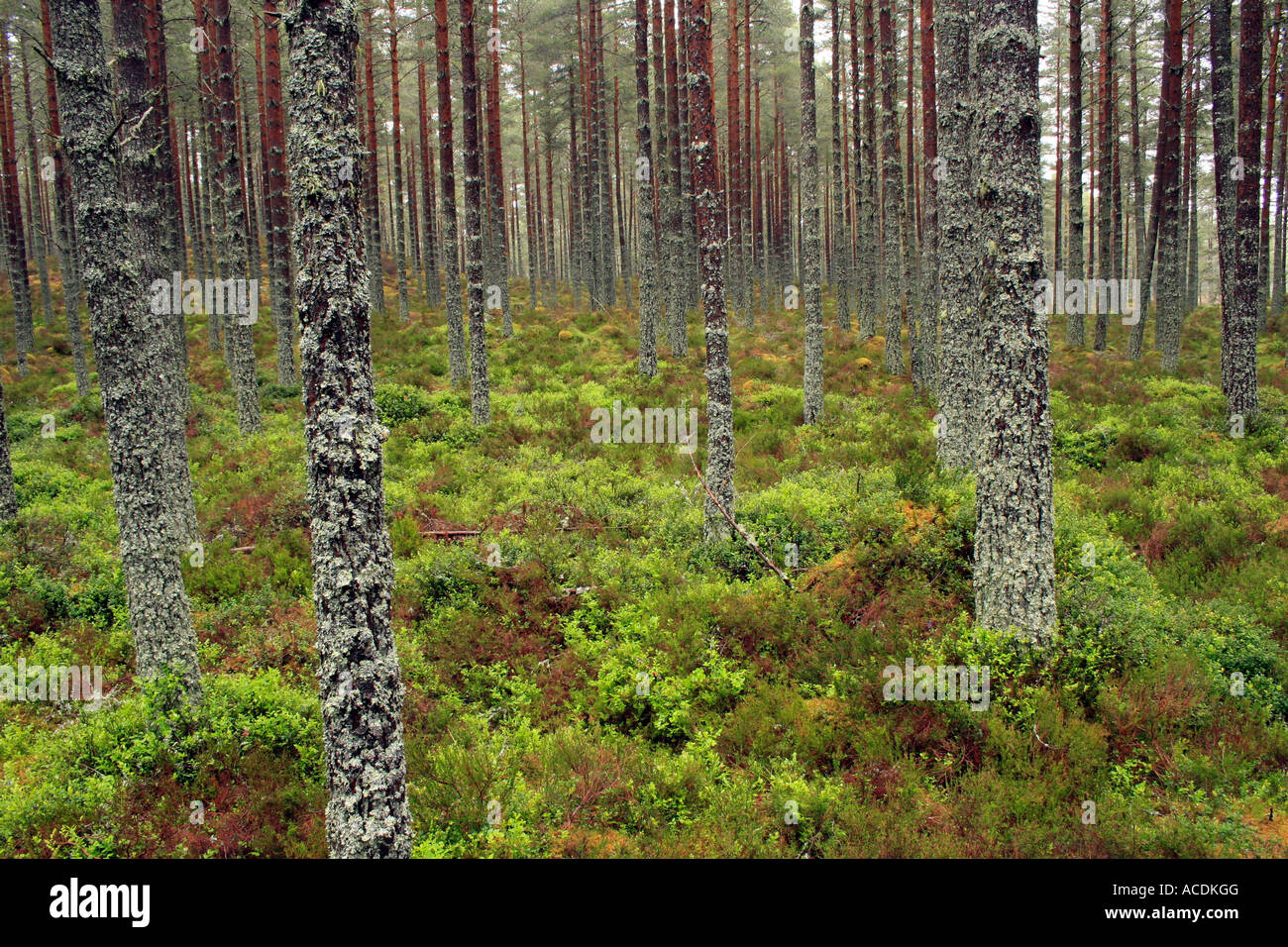 Caledonian pine forest, Scotland Stock Photo - Alamy
