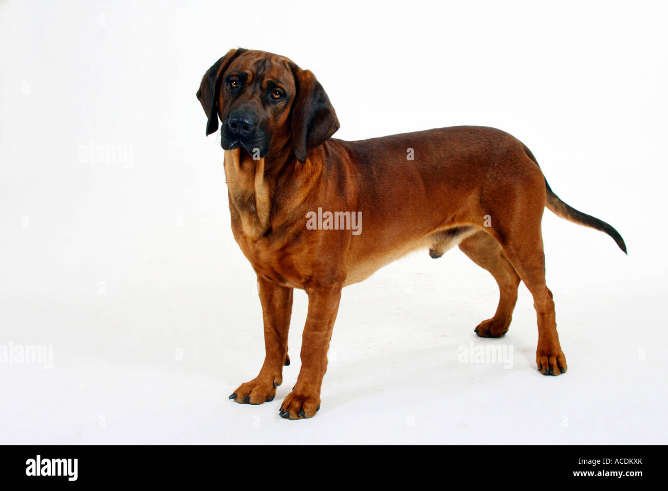 Hanoverian scenthound hi-res stock photography and images - Alamy