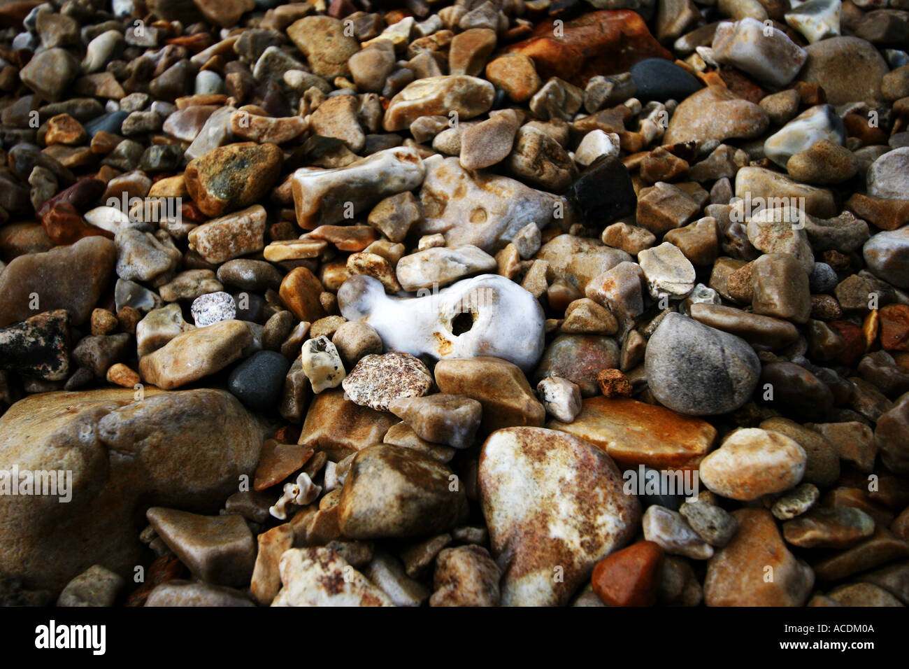 Pebbles and fossils in Charmouth Stock Photo - Alamy