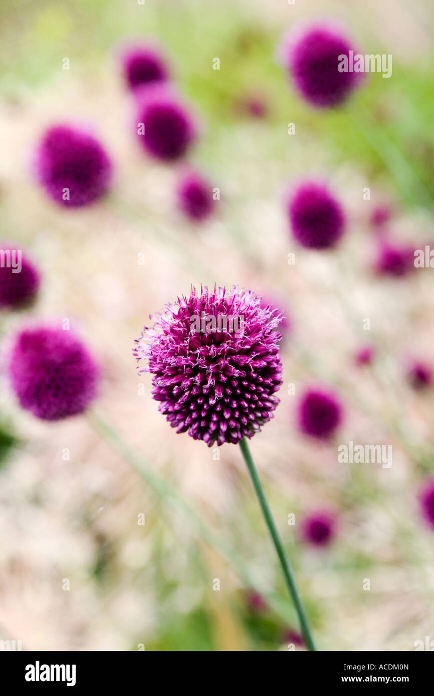 Dry plants round heads hi-res stock photography and images - Alamy