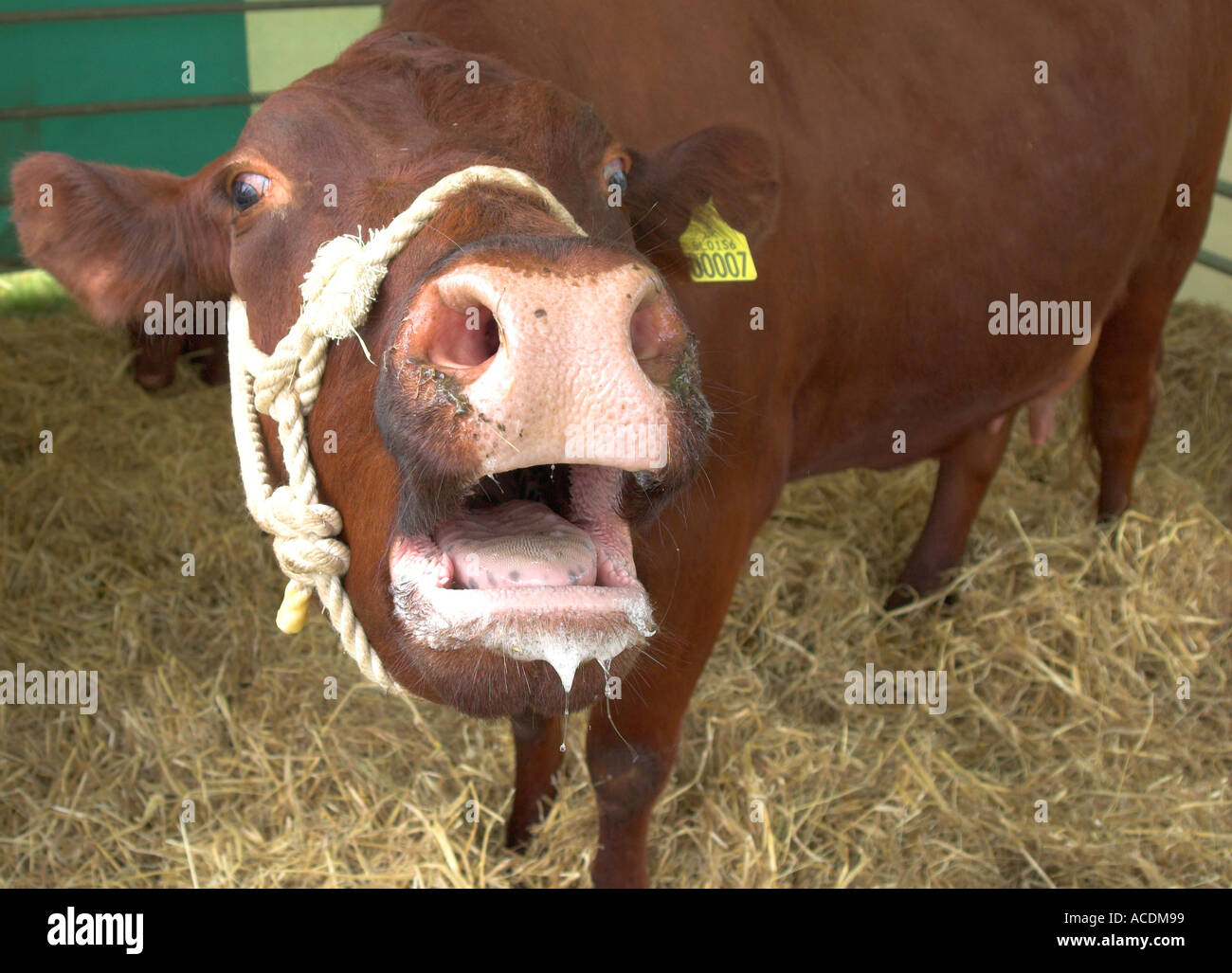 Cow mooing hi-res stock photography and images - Alamy
