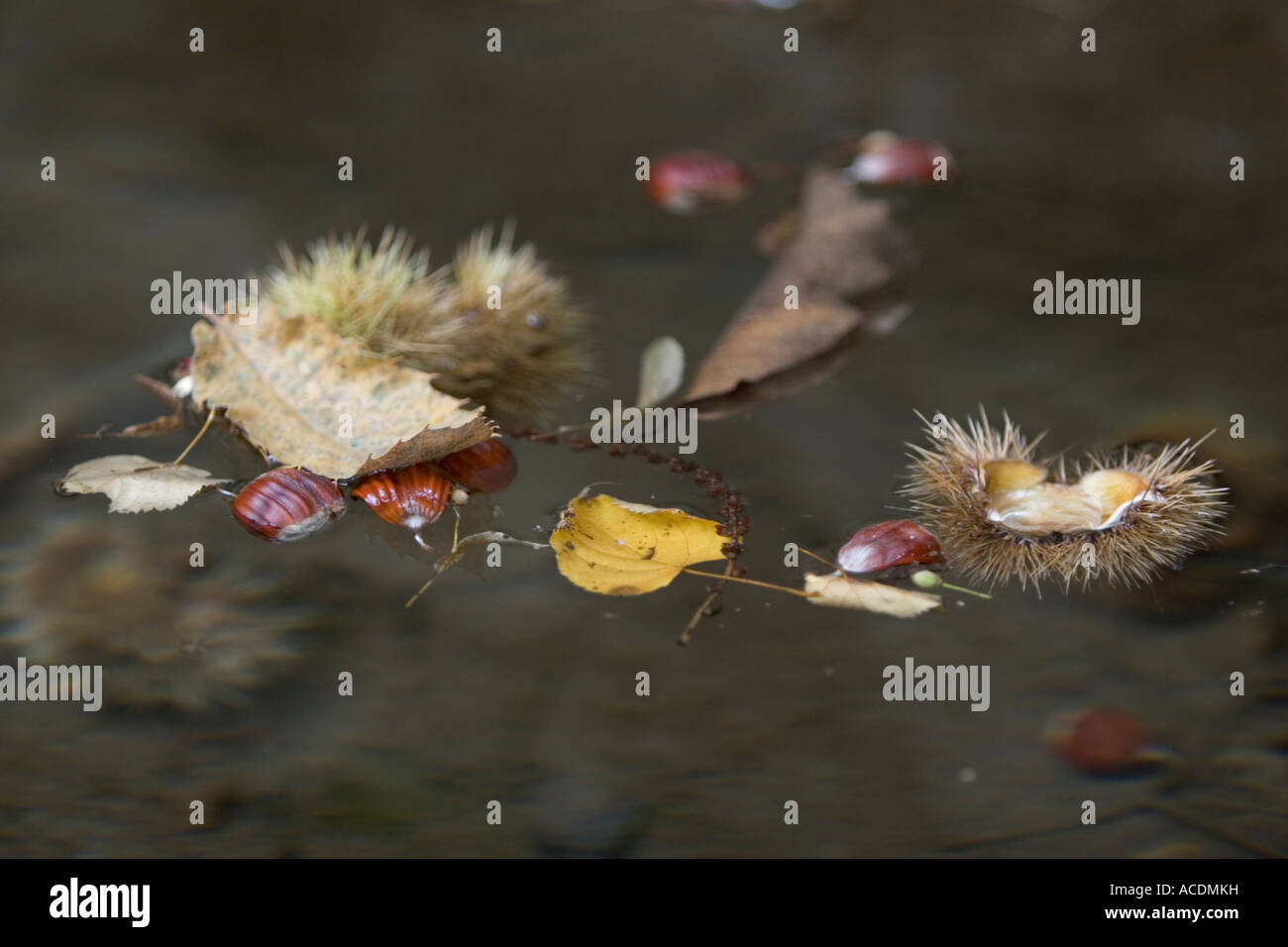 Chestnuts floating on water, Italy Stock Photo - Alamy