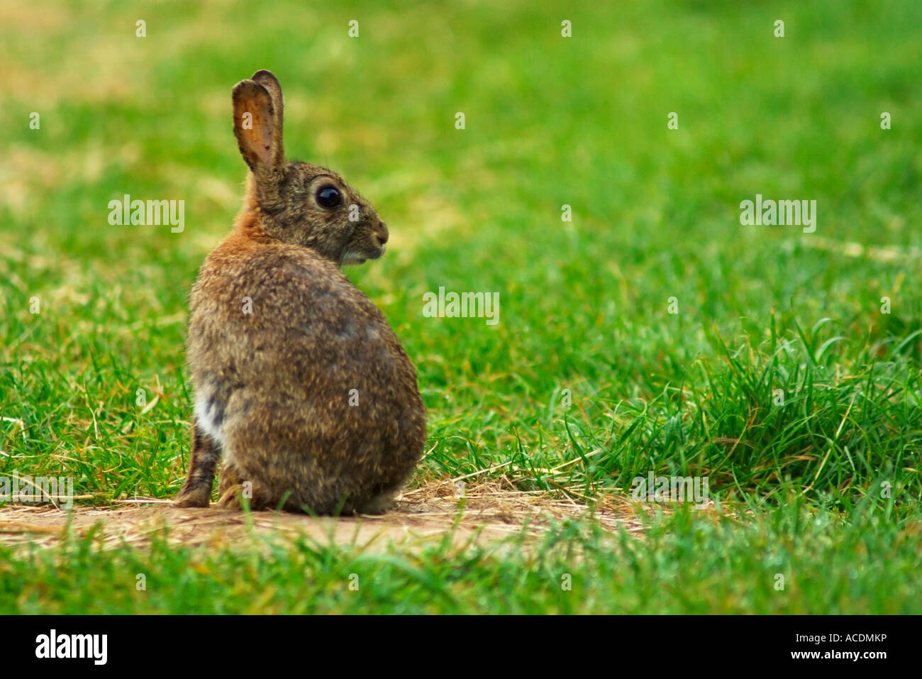 Rabbit shoulder hi-res stock photography and images - Alamy