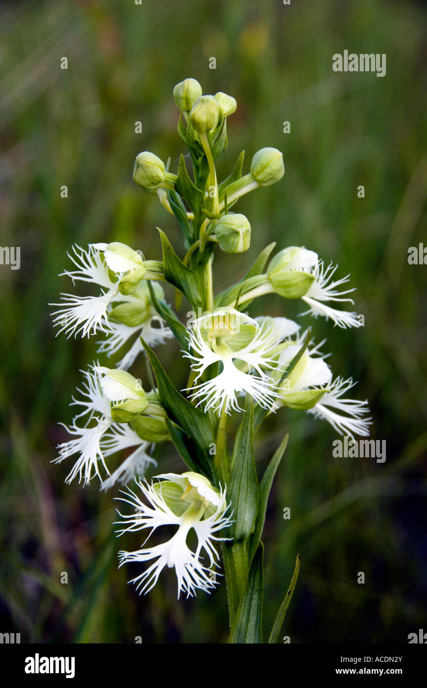 The very rare western prairie fringed orchid hi-res stock photography ...