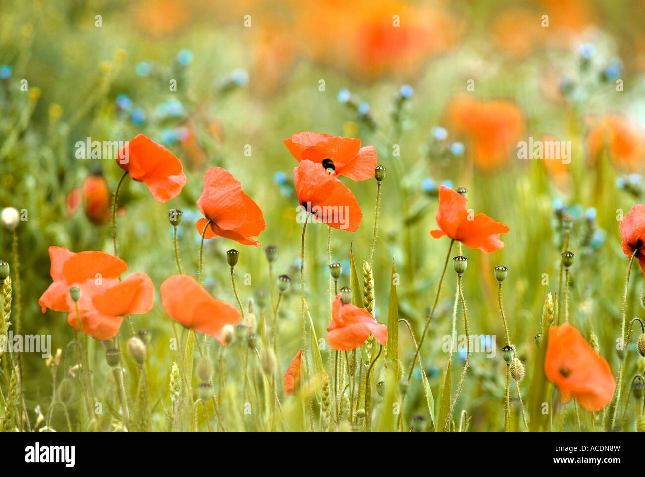 Field poppy papaver rhoeas Stock Photo - Alamy