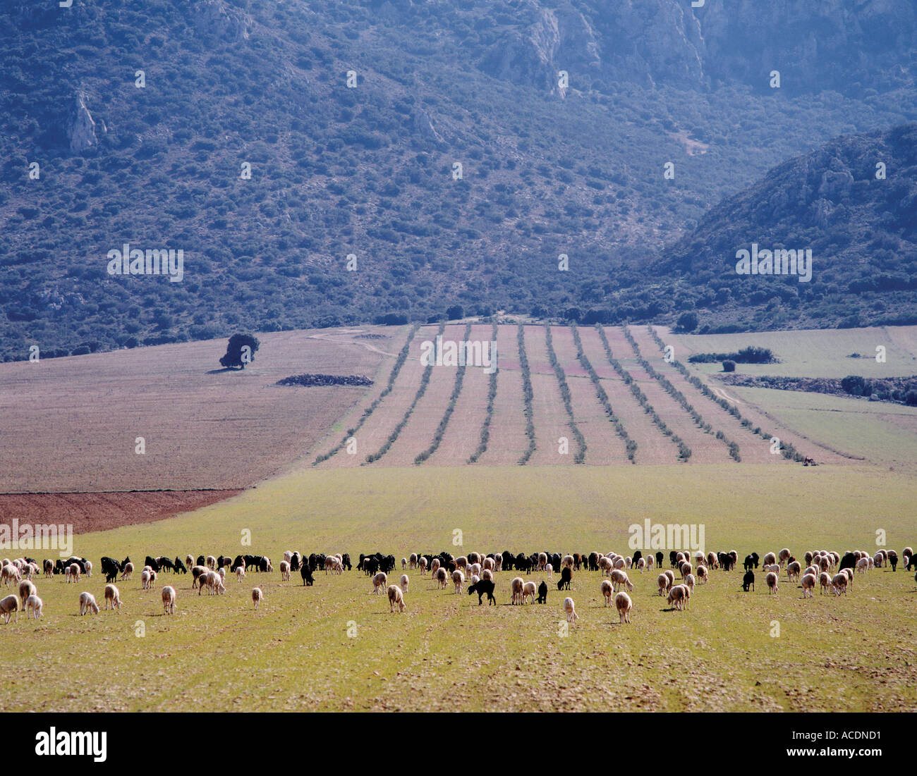 Sierra arana hi-res stock photography and images - Alamy