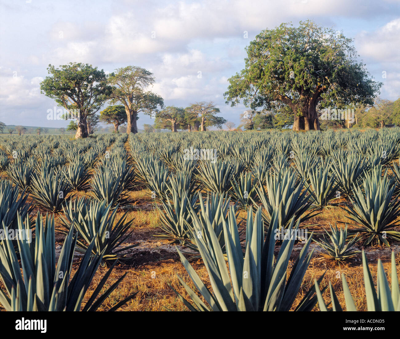 Sisal plantation hi-res stock photography and images - Alamy