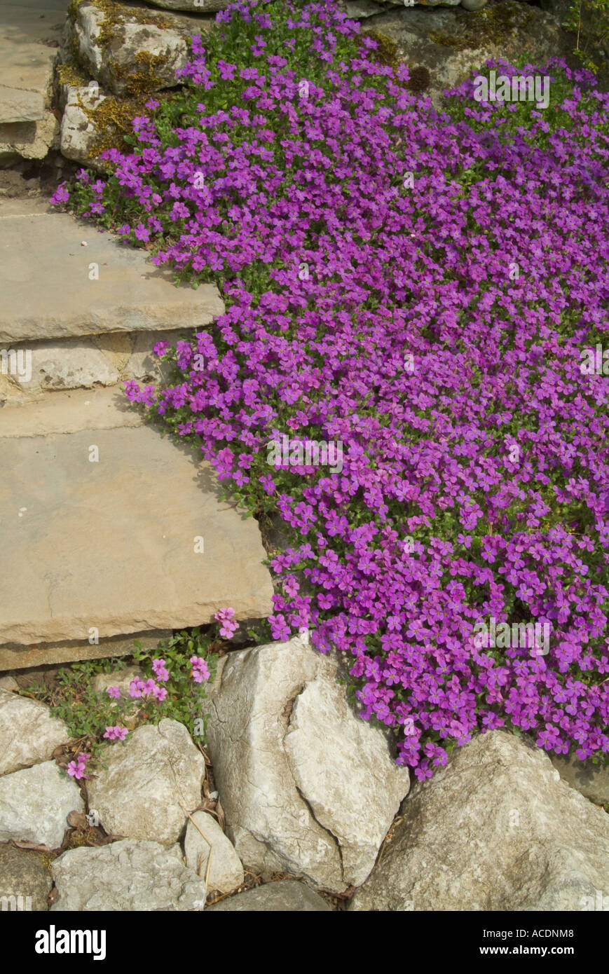 Malham limestone pavement flowers hi-res stock photography and images ...