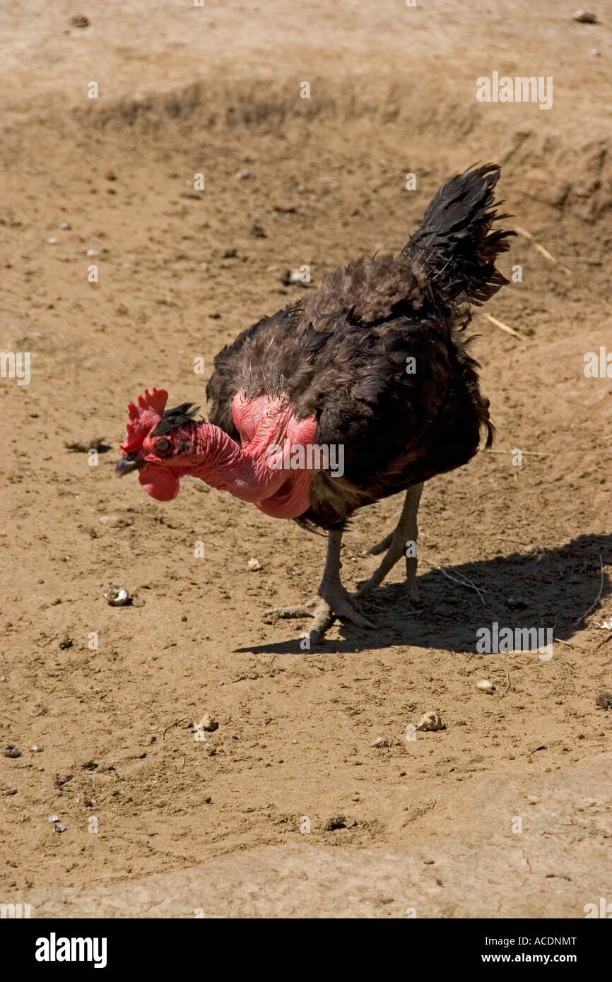 Transylvanian bare neck fowl Stock Photo - Alamy