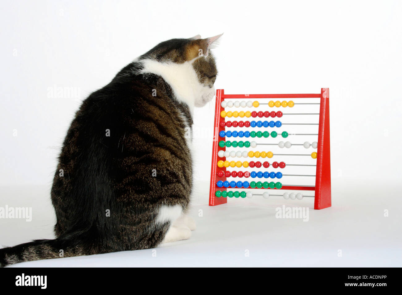 Domestic Cat looking onto abacus counting intelligence Stock Photo - Alamy
