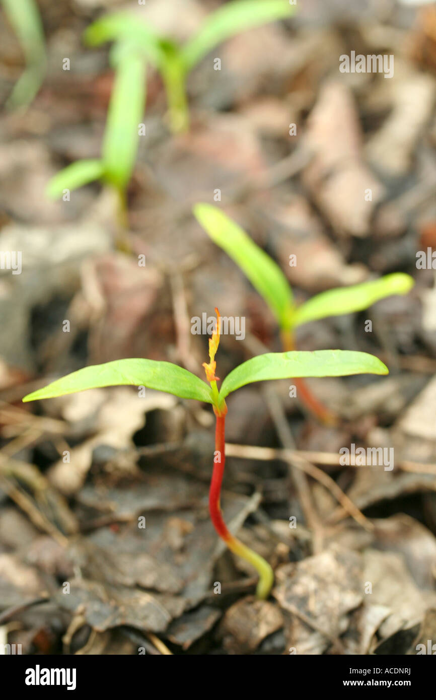Maple seedlings (Acer sp Stock Photo - Alamy