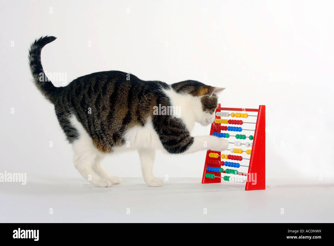 Domestic Cat with abacus counting intelligence Stock Photo - Alamy