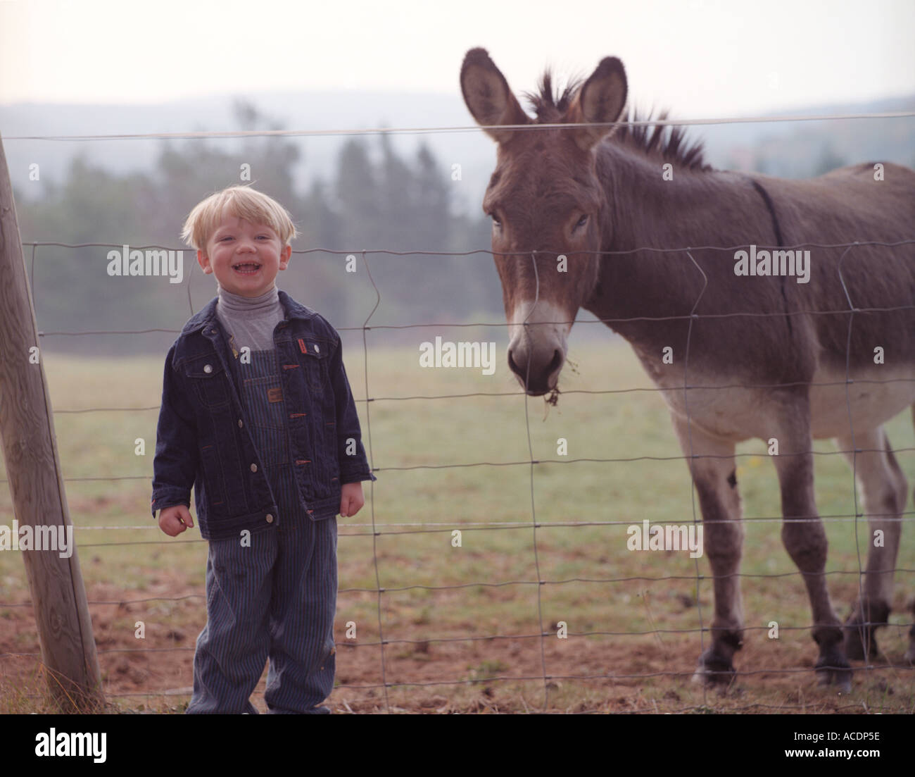 A young boy and his donkey Stock Photo - Alamy