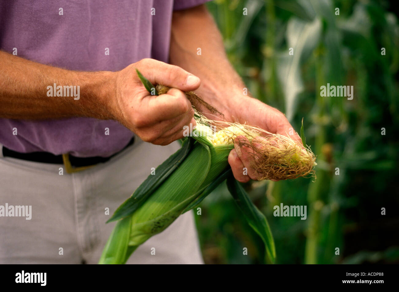Corn husking hi-res stock photography and images - Alamy
