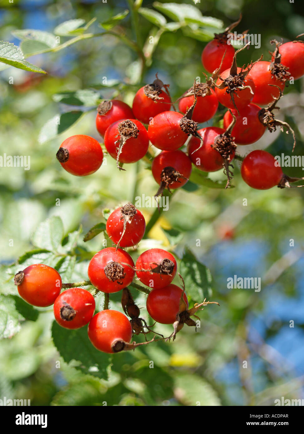 Rosa canina Dogs rose fruits rosehips hips Stock Photo - Alamy