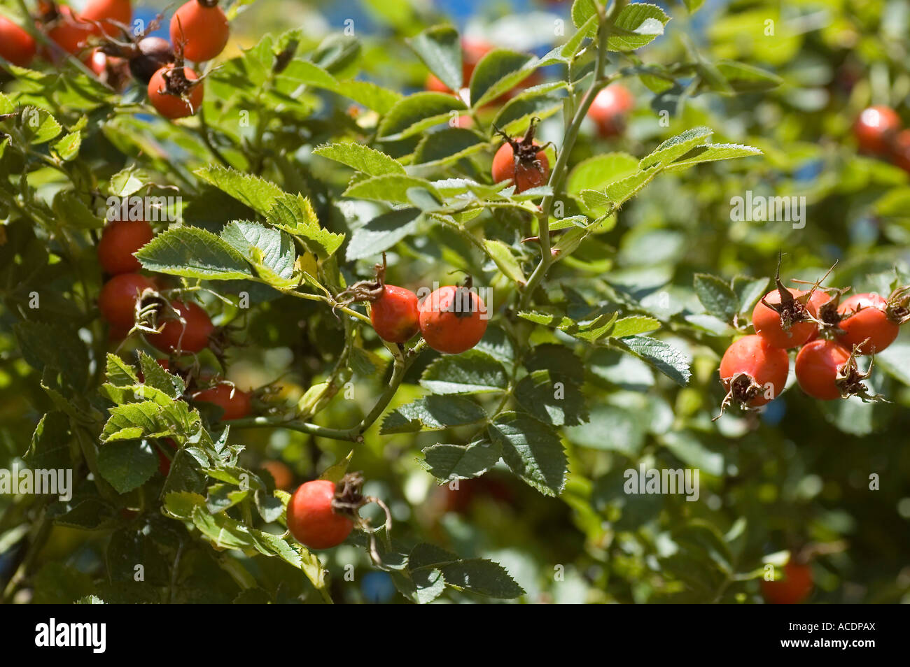 Rosa canina Dogs rose fruits rosehips hips Stock Photo - Alamy