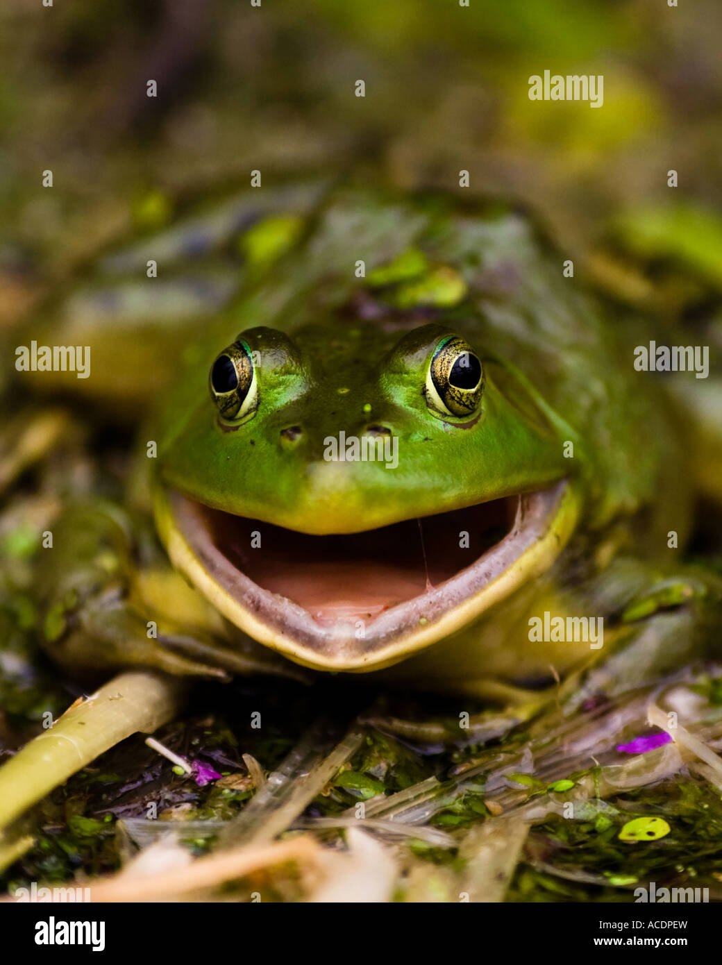 Frog mouth open hi-res stock photography and images - Alamy