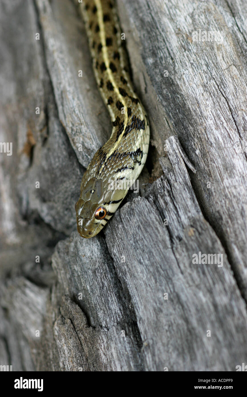 Checkered garter snake on log Stock Photo - Alamy