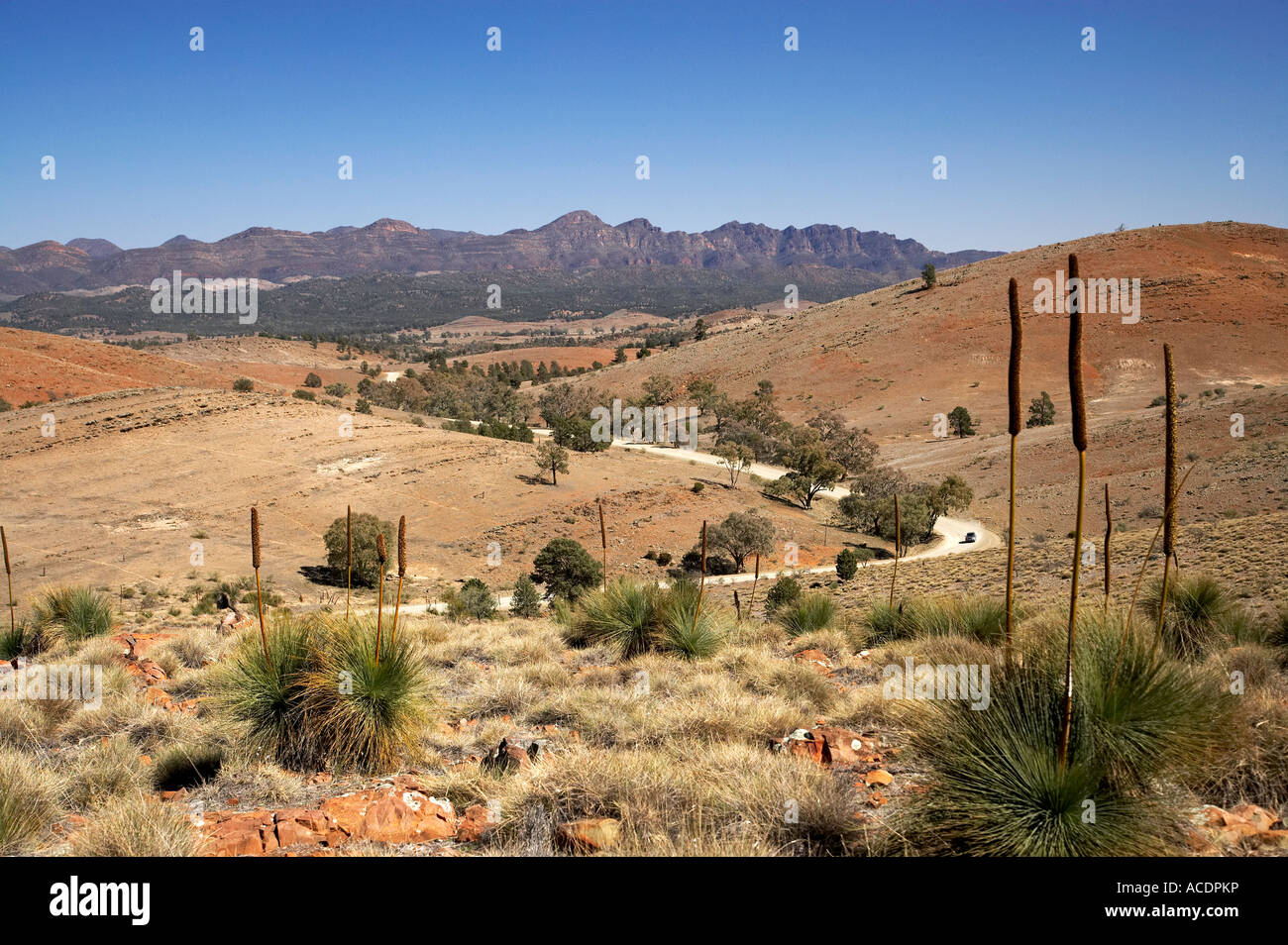 Grass Trees Hucks Lookout Flinders Ranges South Australia Australia ...