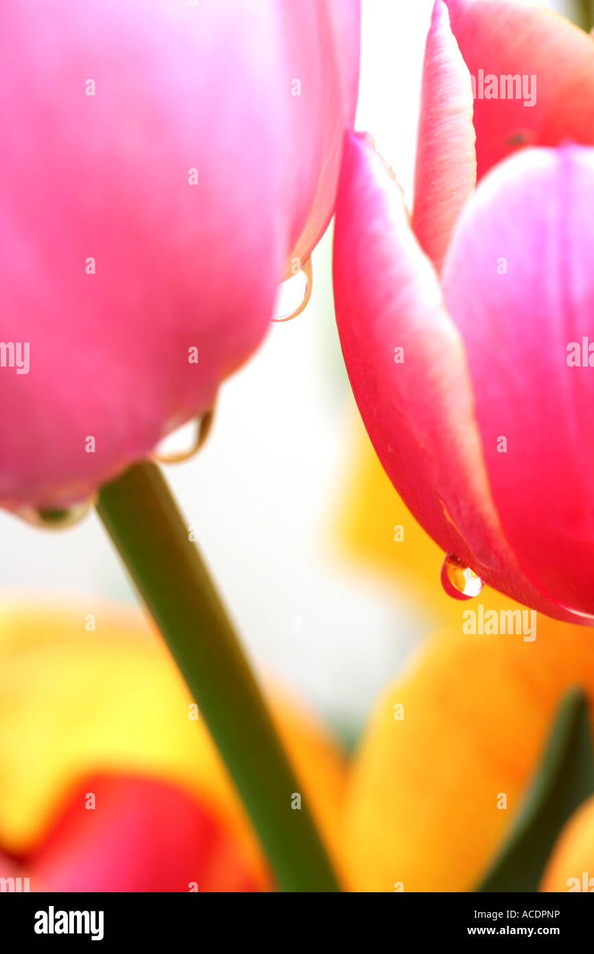 Close up rain wet dripping blossom hi-res stock photography and images ...