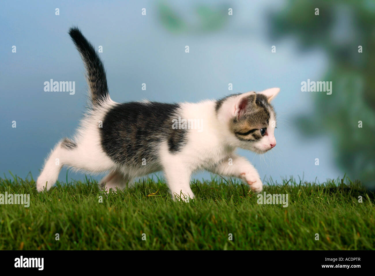 Domestic Cat kitten side Stock Photo - Alamy