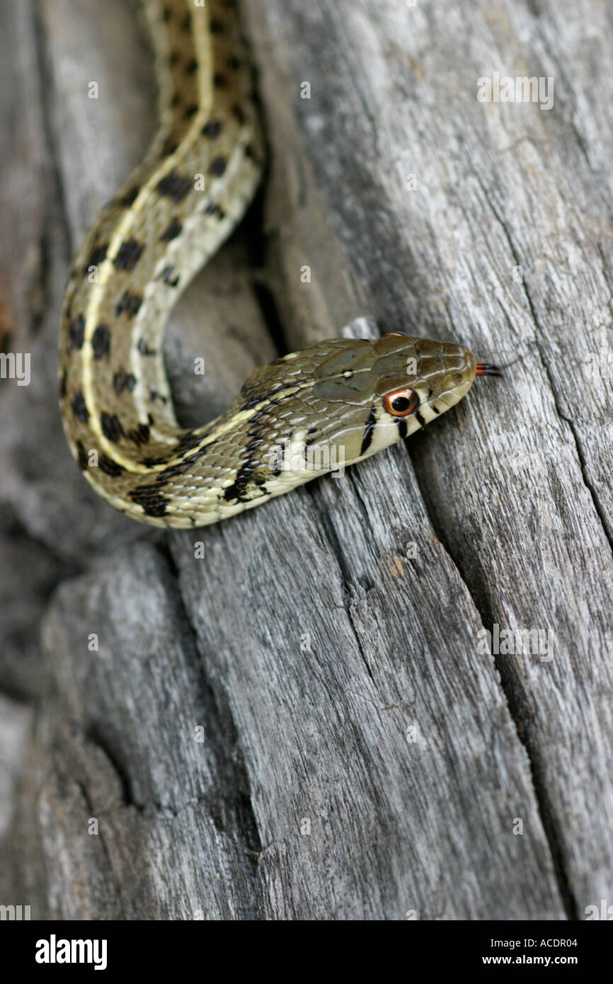 Texas garter snake hi-res stock photography and images - Alamy