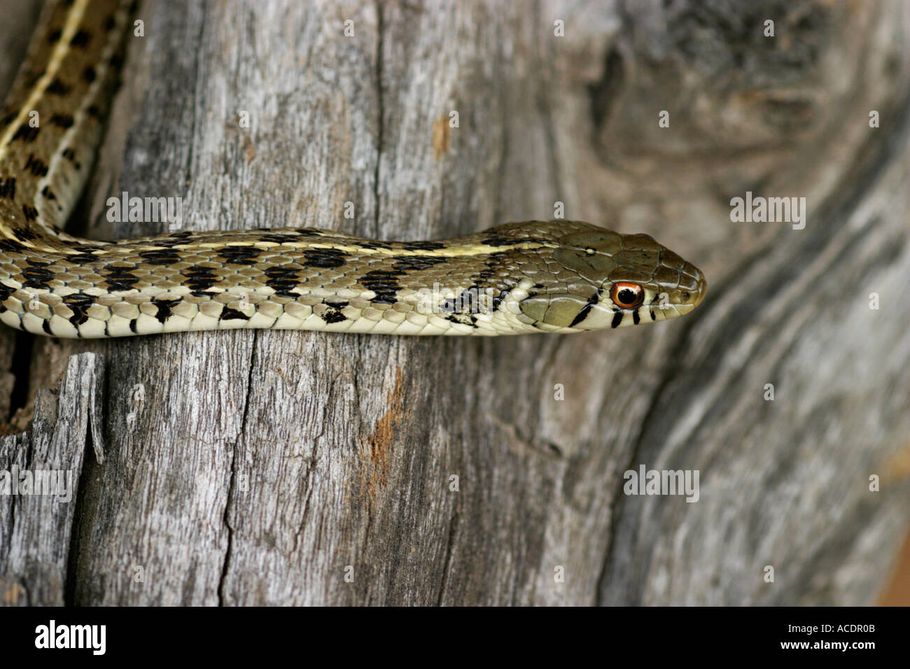 Checkered garter snake on log Stock Photo - Alamy