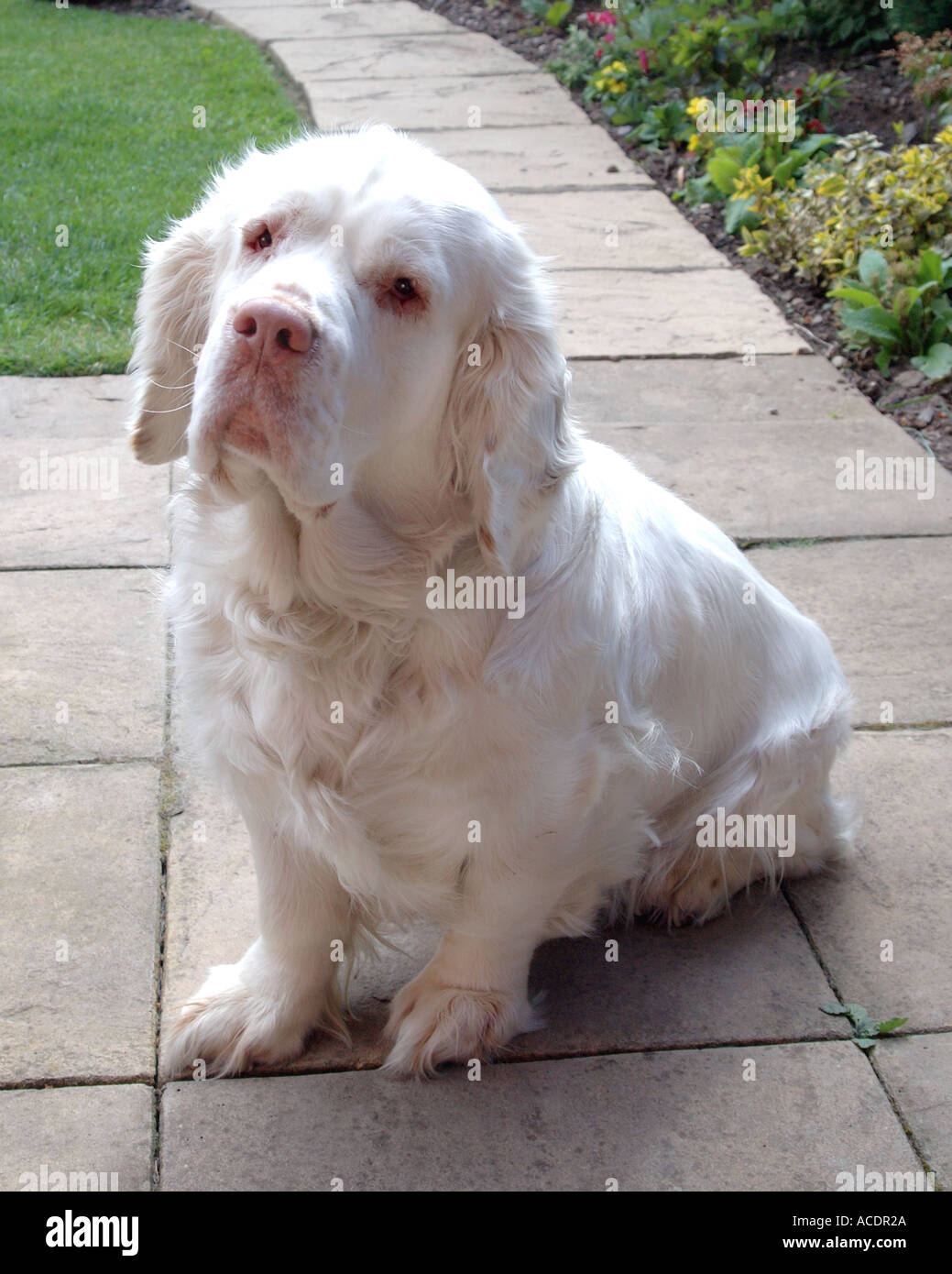 Clumber spaniel hi-res stock photography and images - Alamy