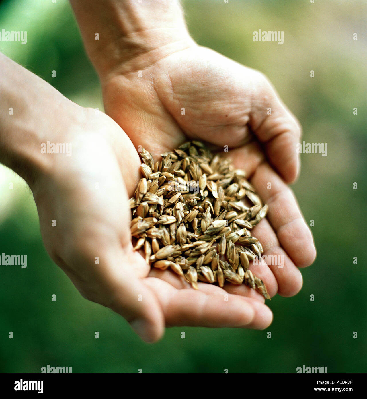 Seeds in a hand Stock Photo - Alamy