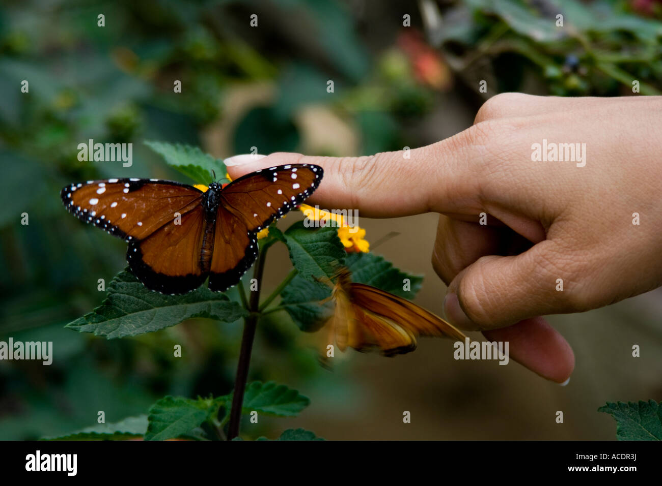 Woman's finger pointing at brown butterfly sitting on green leaves ...