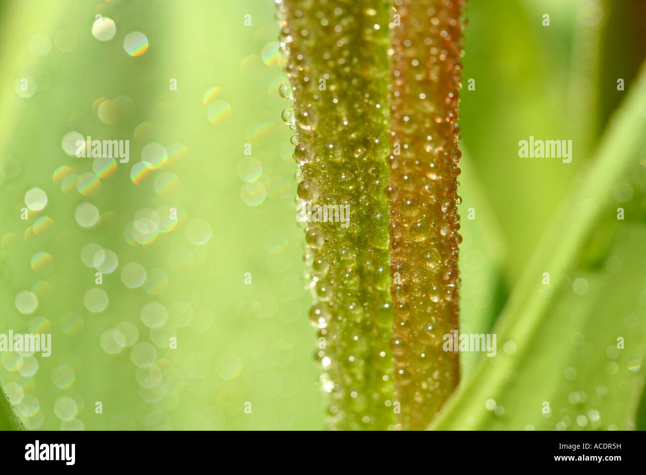 Plant stem and water hi-res stock photography and images - Alamy