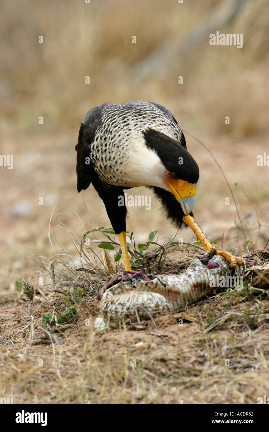 Crested caracara rattlesnake hi-res stock photography and images - Alamy