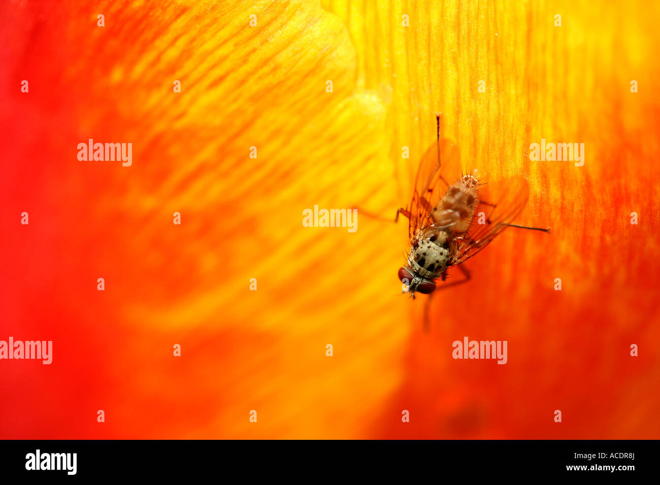 Fly (Musca sp Stock Photo - Alamy
