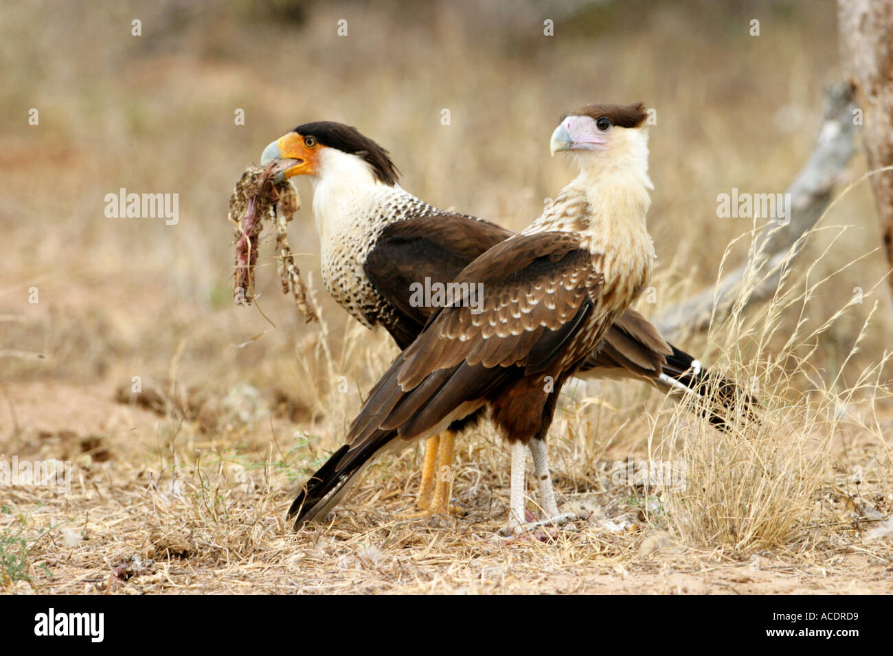 Snake in beak hi-res stock photography and images - Alamy