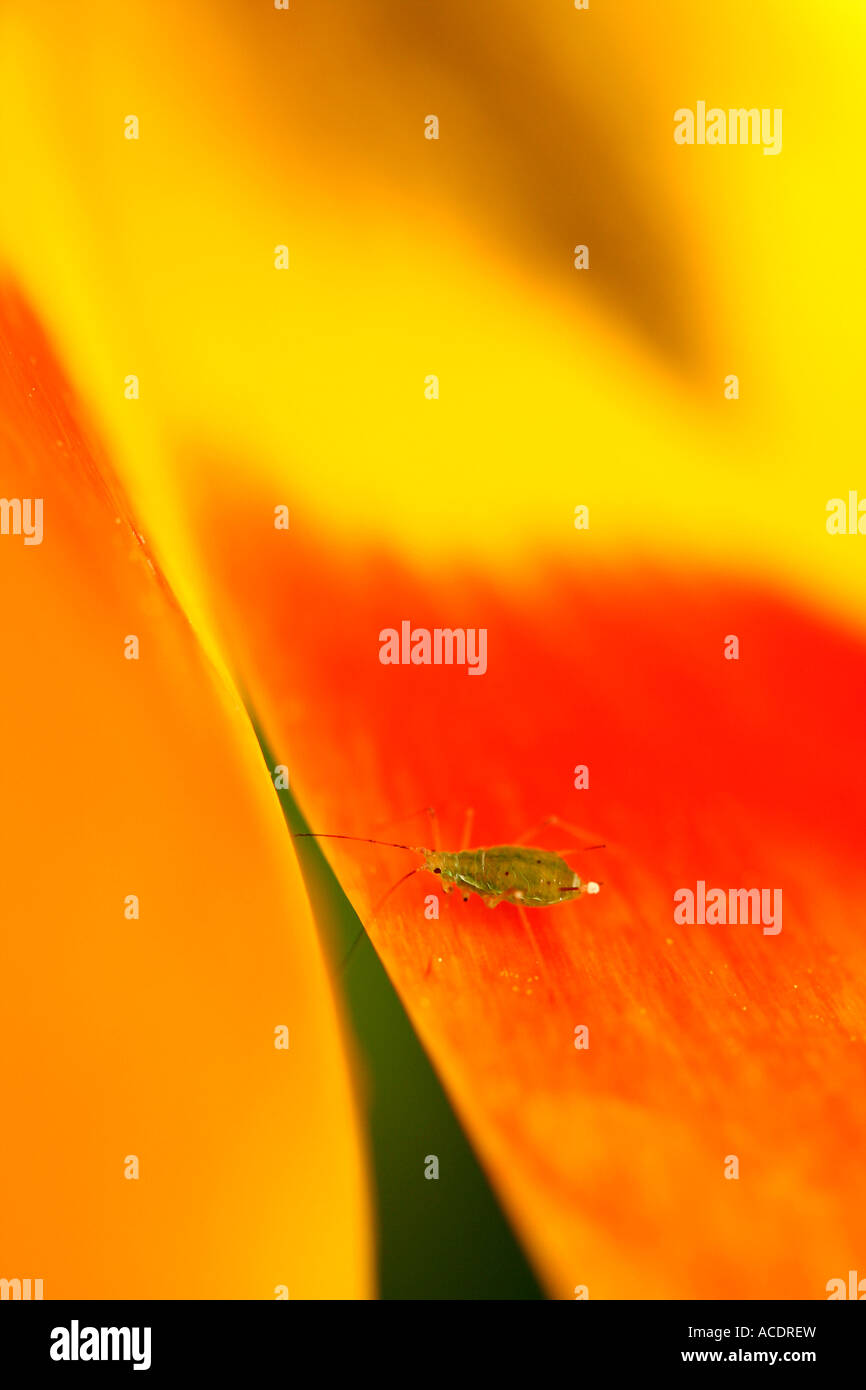 green aphids and tulip Stock Photo - Alamy