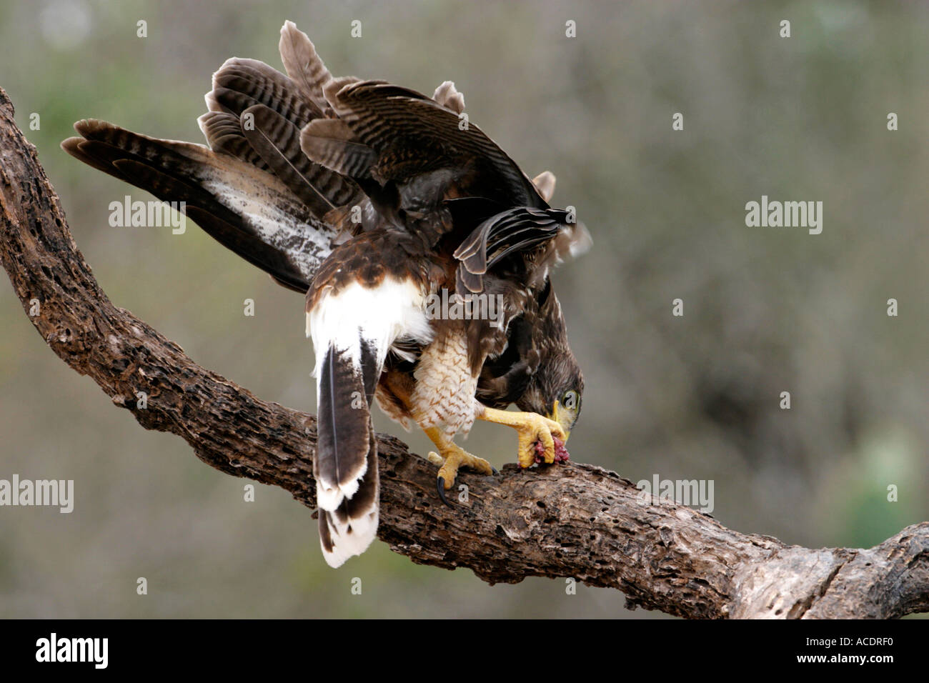 Harris Hawk eating Stock Photo - Alamy