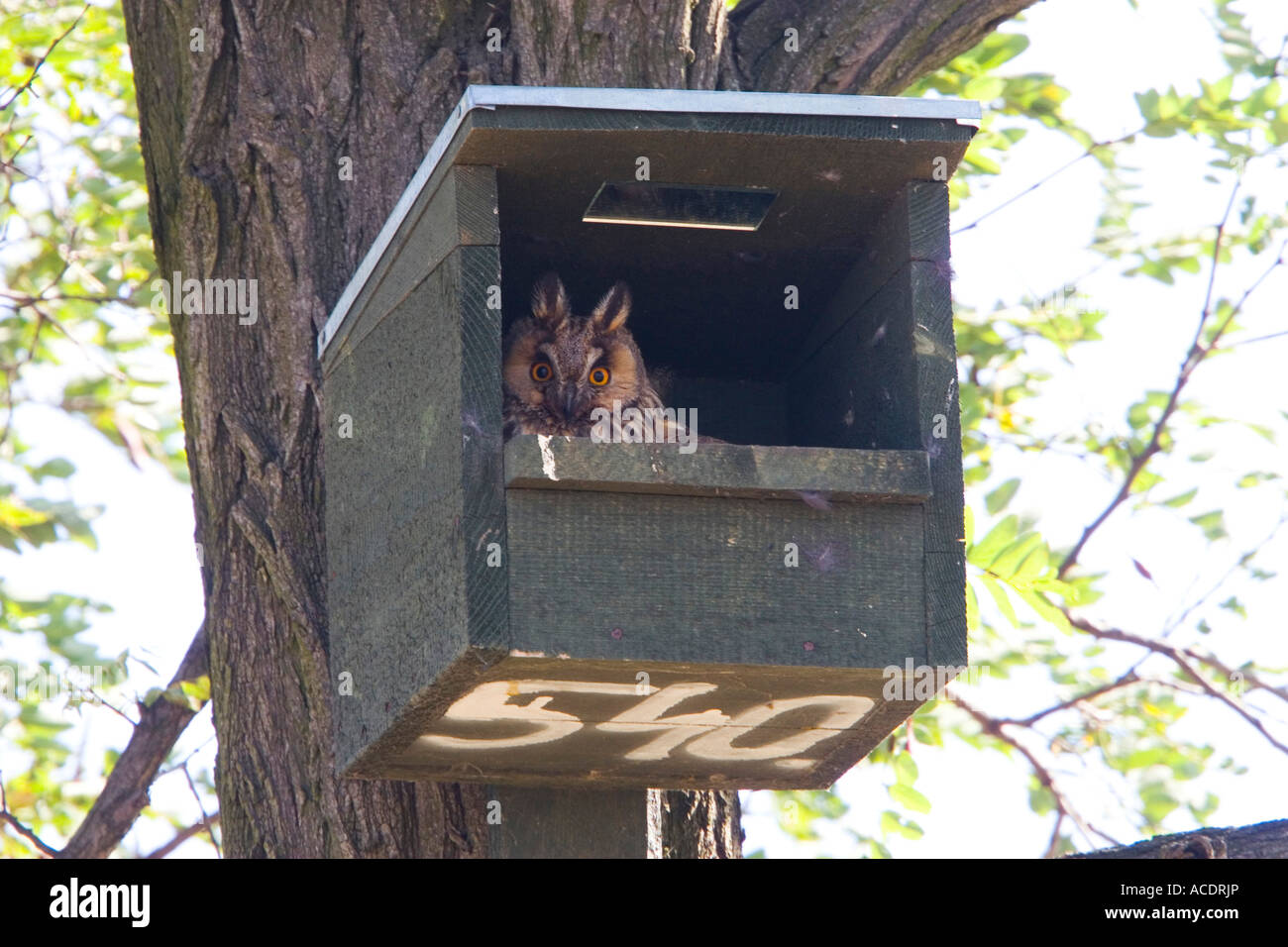 Longeared owl at nesting box note the mirror inside top to make easy ...