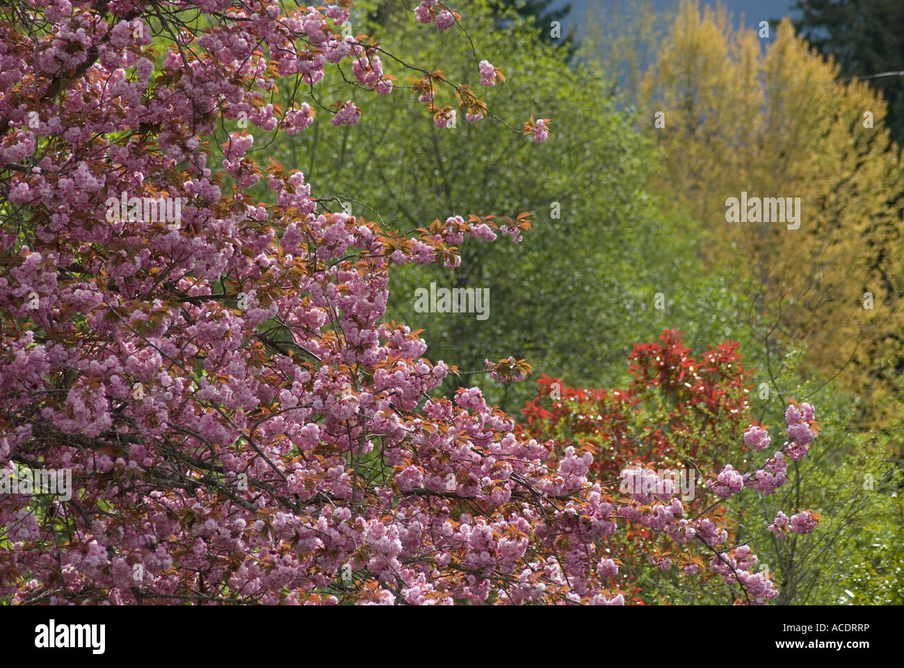 Spring into color, Vashon Island, Washington State, U.S.A Stock Photo ...