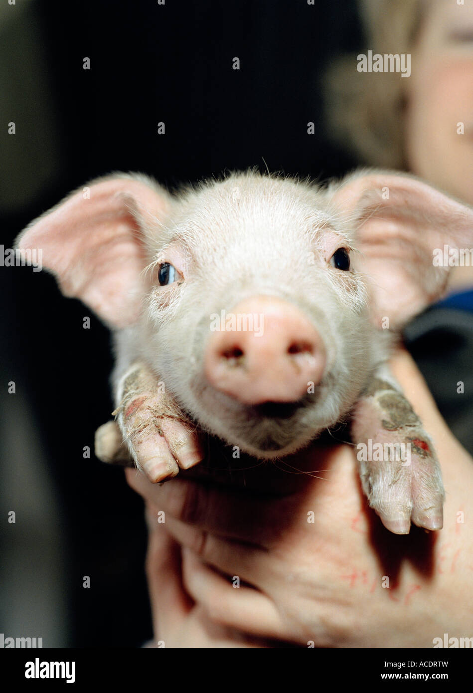 A piglet close-up Stock Photo - Alamy