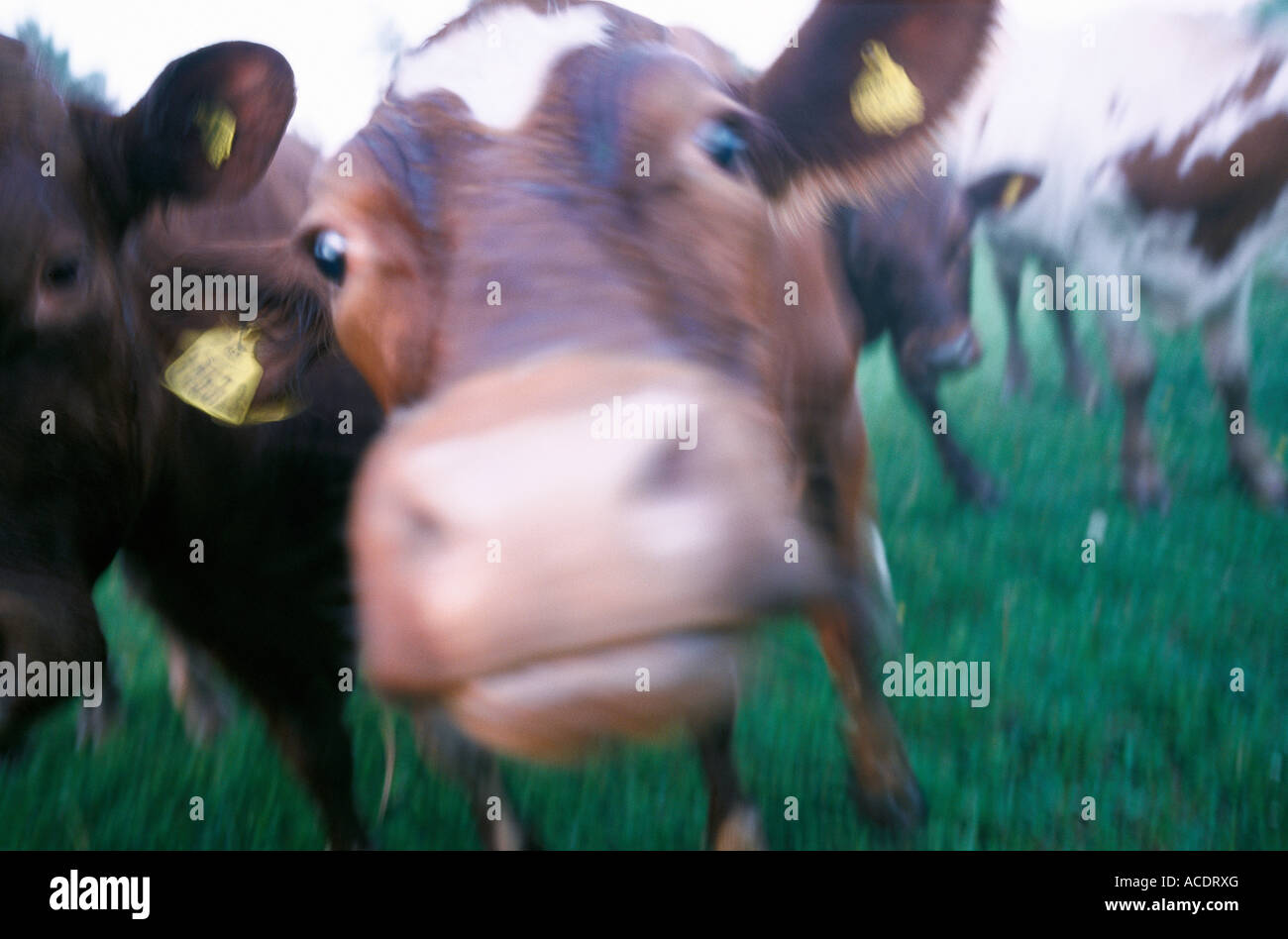 A cow muzzle close-up Stock Photo - Alamy