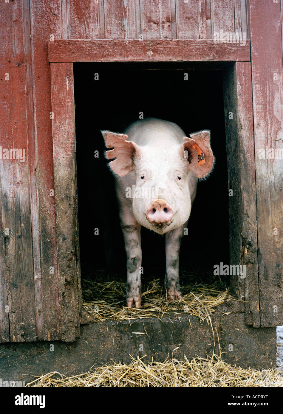 A piglooking out from a stie Stock Photo - Alamy